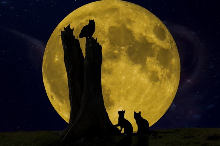 5 Tips for Night Hunting Effectively | CleverHunters