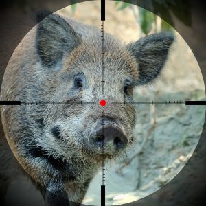 Guide to Hog Hunting for Beginners | Clever Hunters